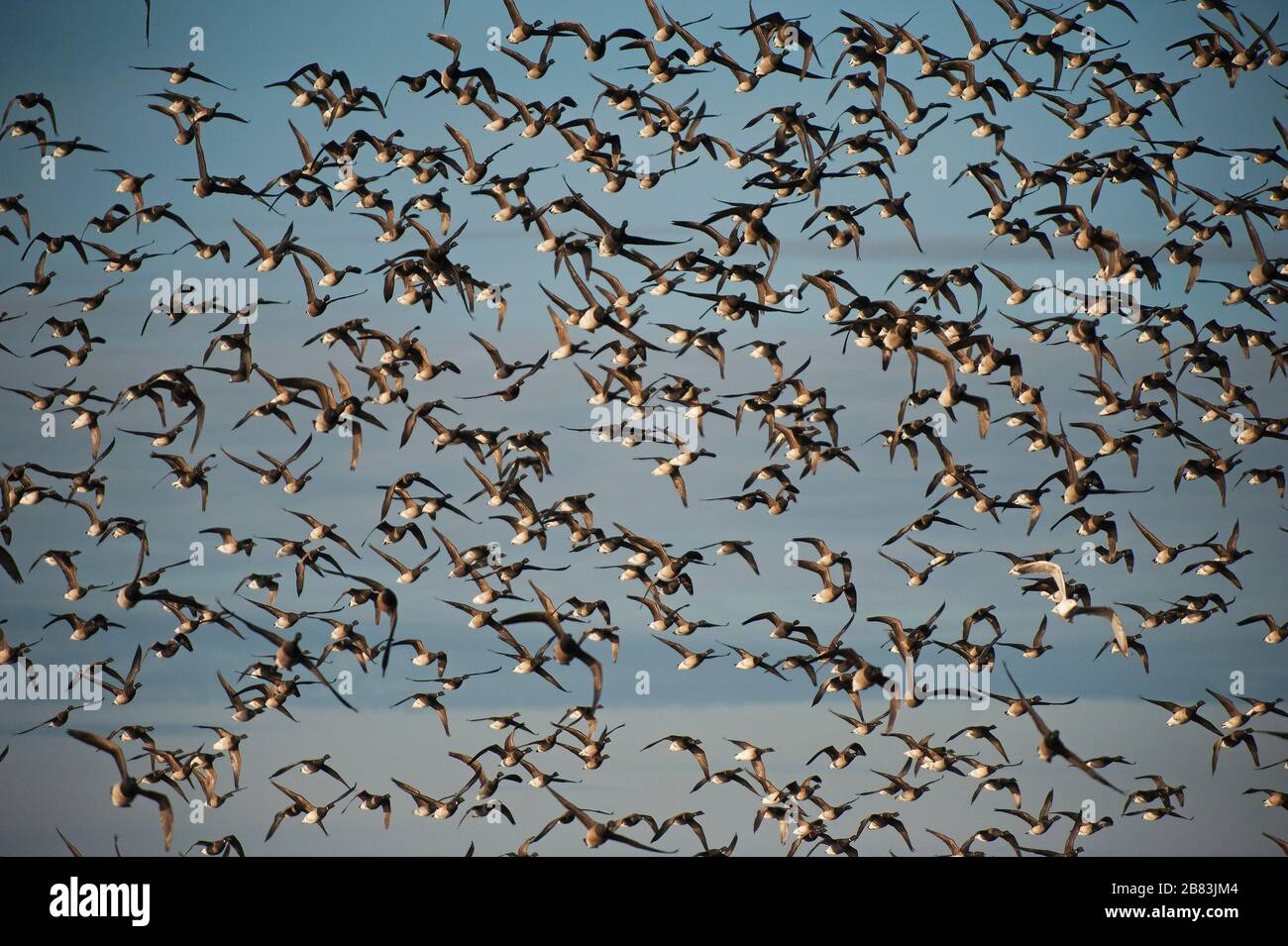 Flock brent geese flying hi-res stock photography and images - Alamy