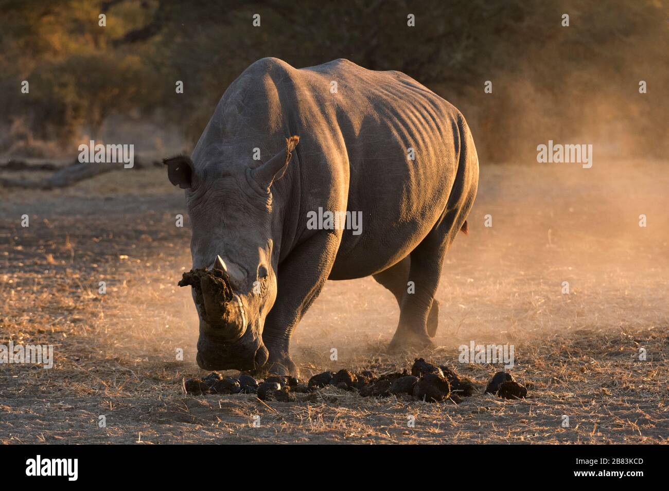 A white rhinoceros, Ceratotherium simum, examining a dung midden ...