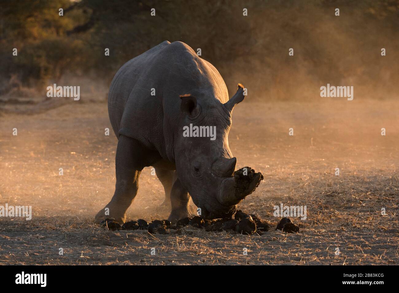 A white rhinoceros, Ceratotherium simum, examining a dung midden ...