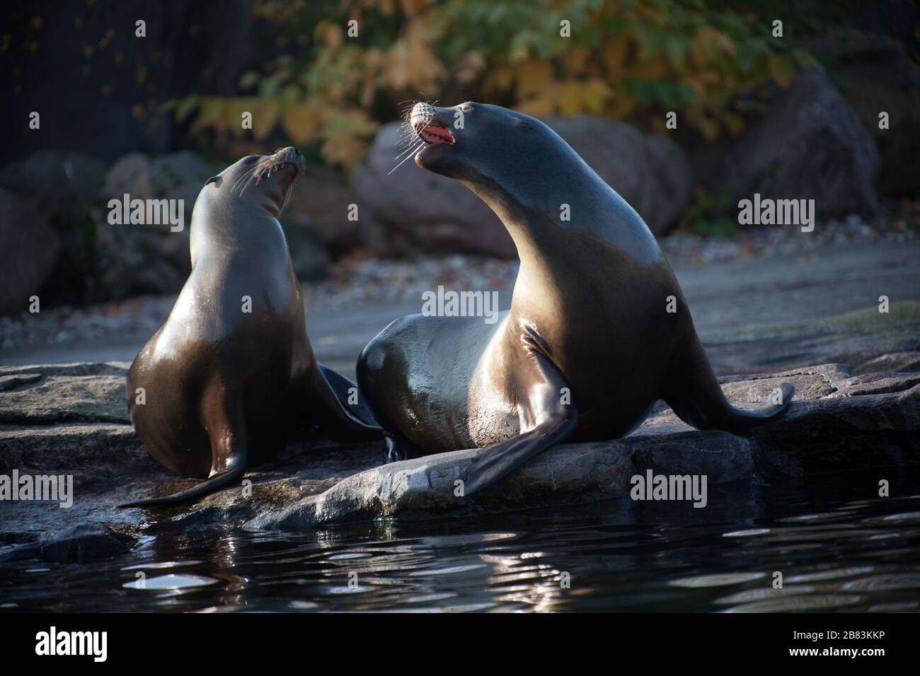Animal communication hi-res stock photography and images - Alamy