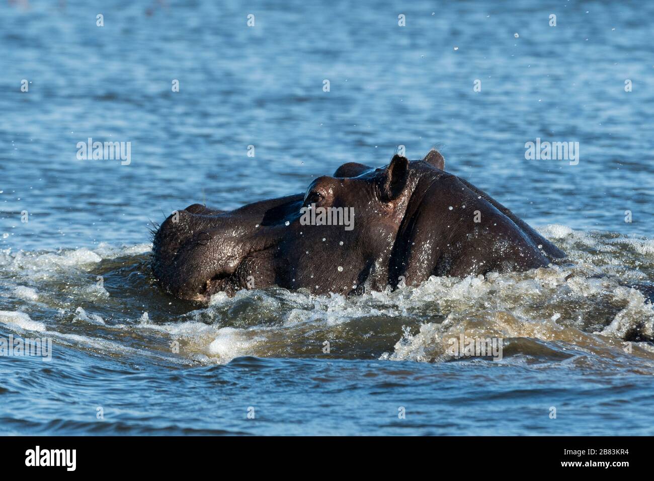 Hippopotamus (Hippopotamus amphibius), Khwai Conservation Area ...