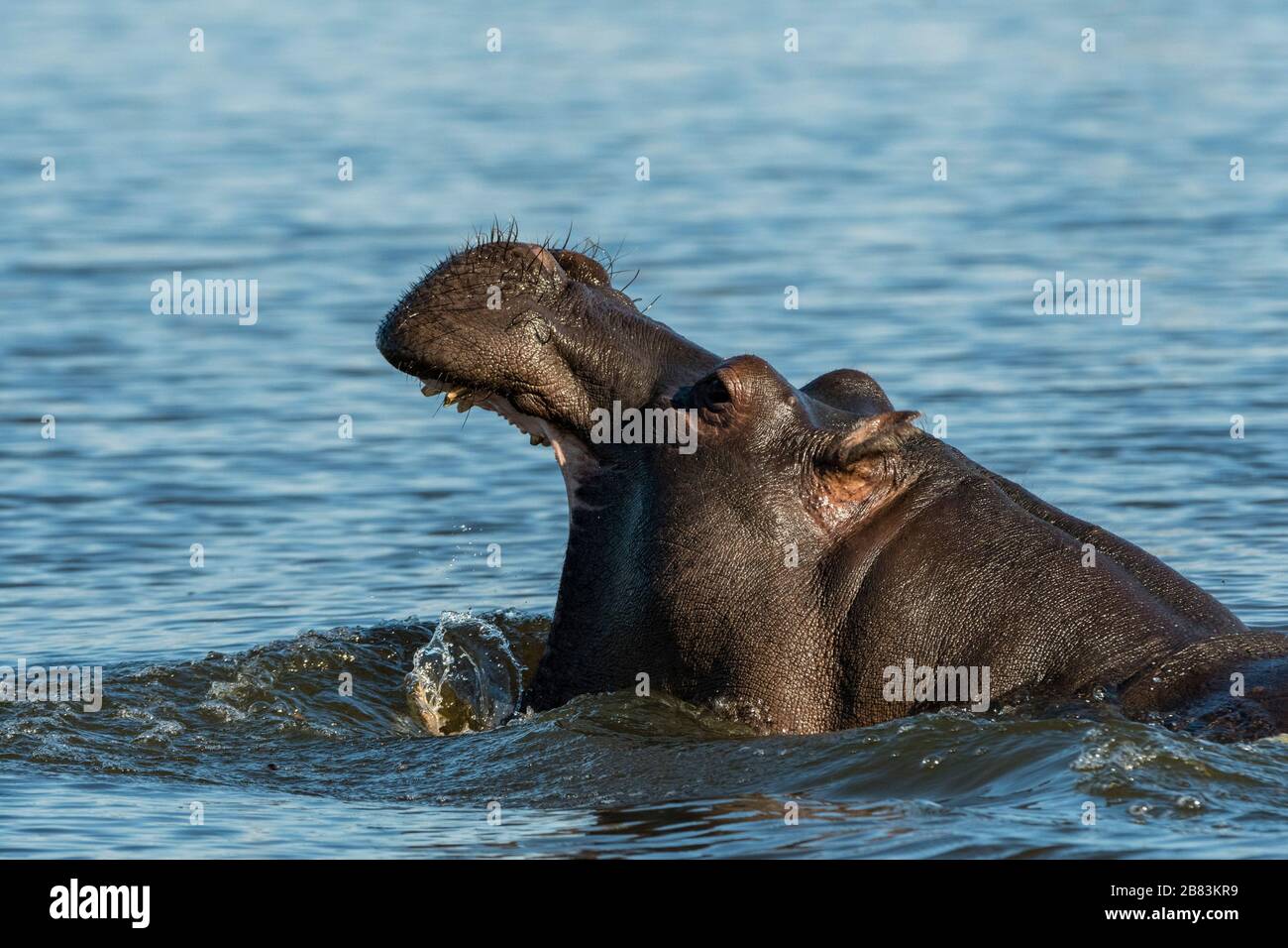 Hippopotamus (Hippopotamus amphibius), Khwai Conservation Area ...