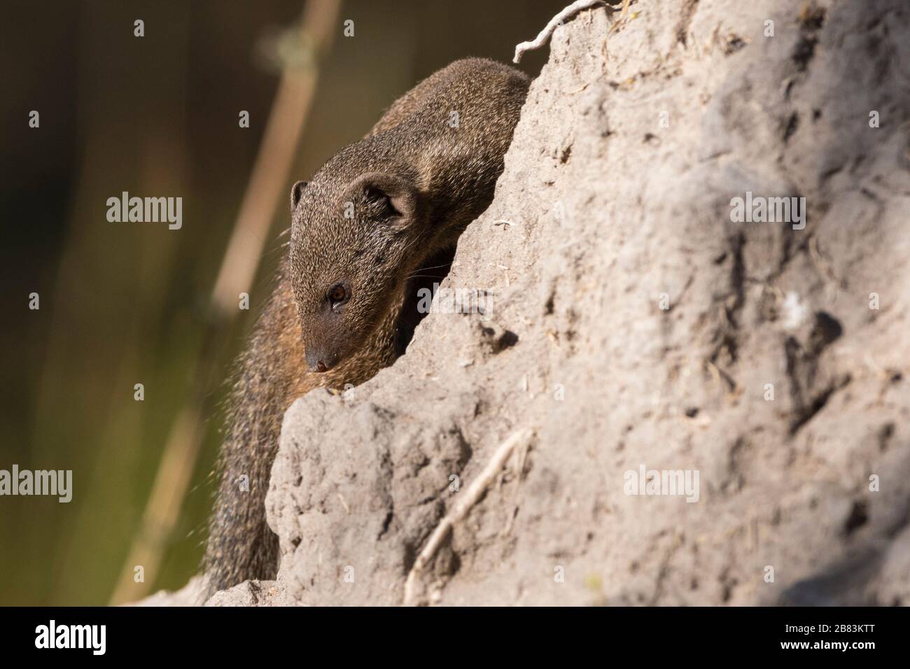 Dwarf mongoose (Helogale parvula), Khwai Conservation Area, Okavango ...