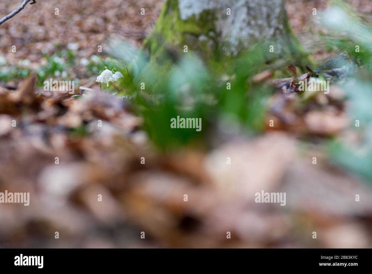 Close up of natural snow drops in the in a forest. Blurred background ...