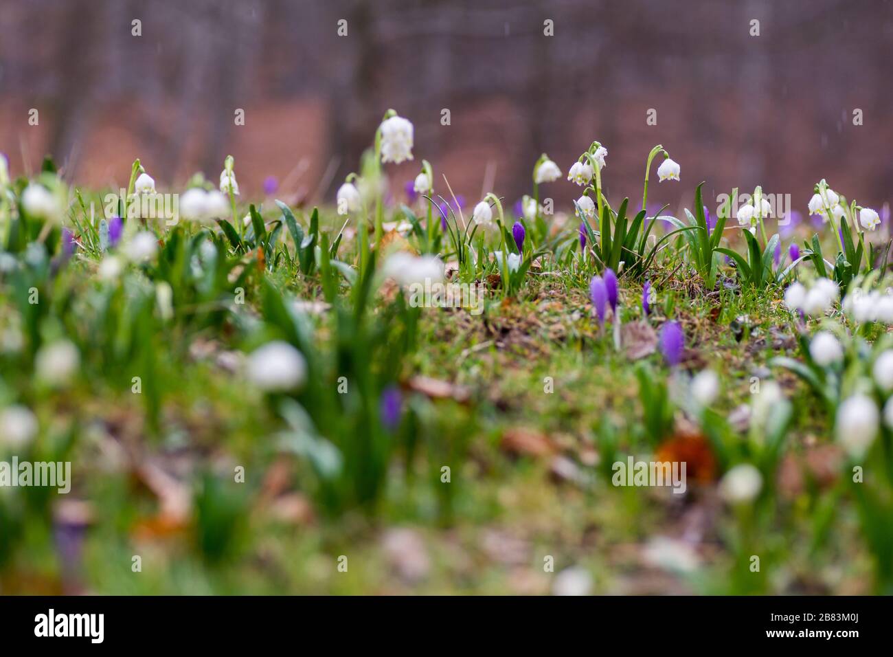 Close up of natural snow drops in the in a forest. Blurred background ...