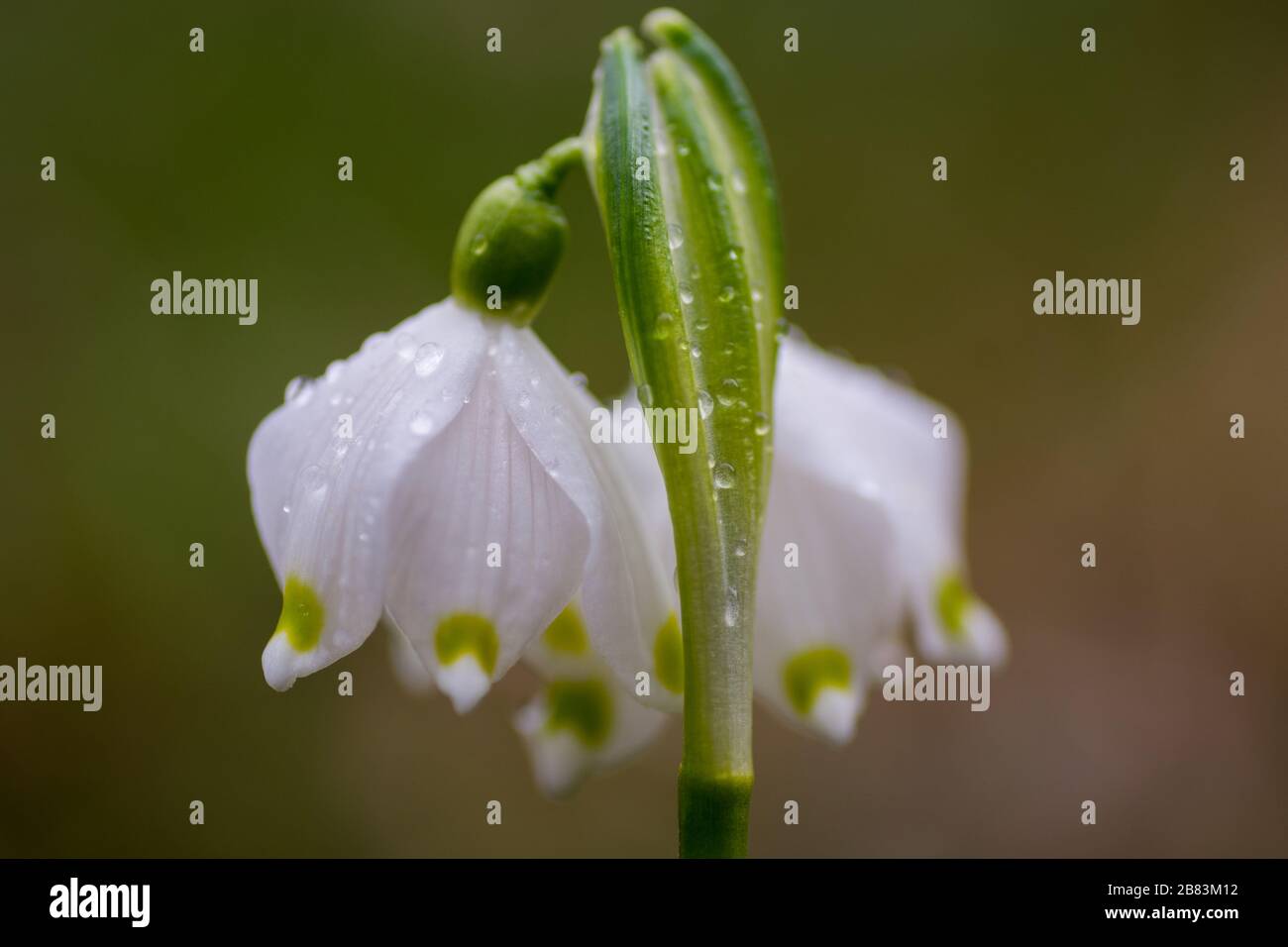Close up of natural snow drops in the in a forest. Blurred background ...