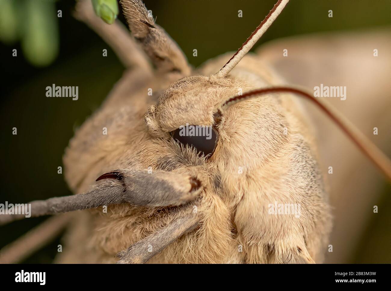 Big Poplar Sphinx (Pachysphinx occidentalis) is large and quick Moth at ...