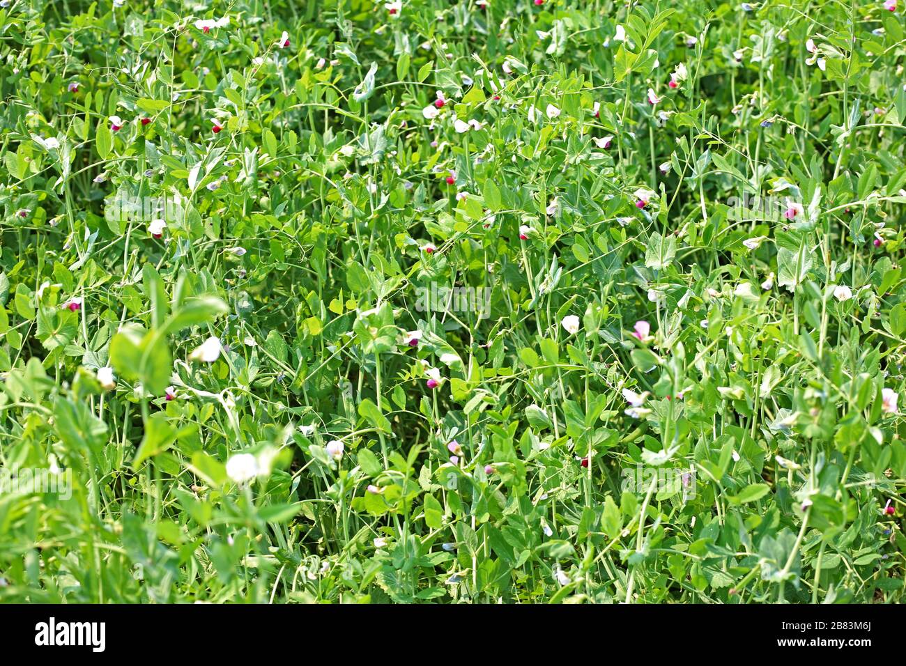 Fresh green beans Flower at nature farm Stock Photo - Alamy