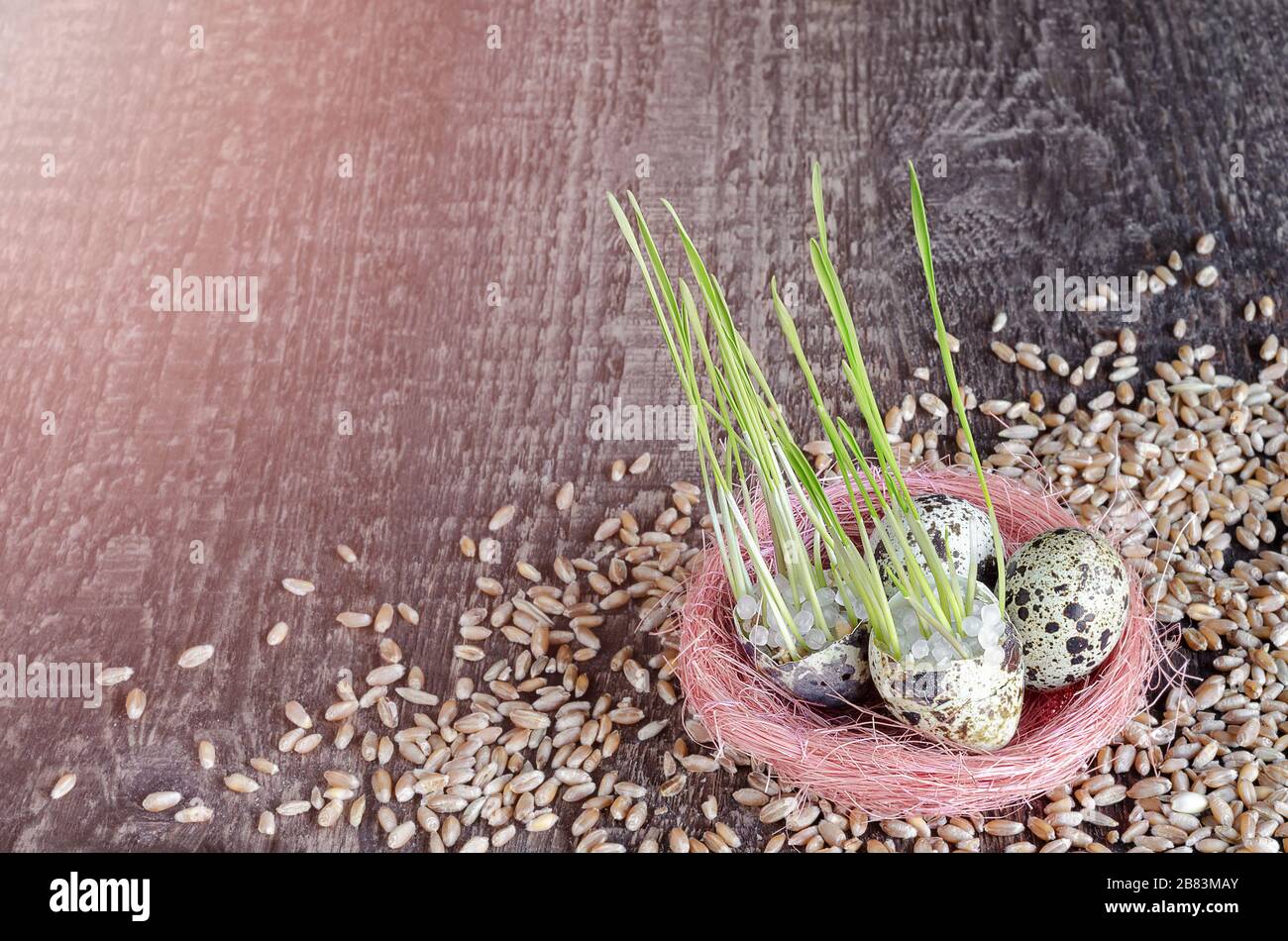 Sprouted wheat grain in an eggshell and a nest Stock Photo - Alamy
