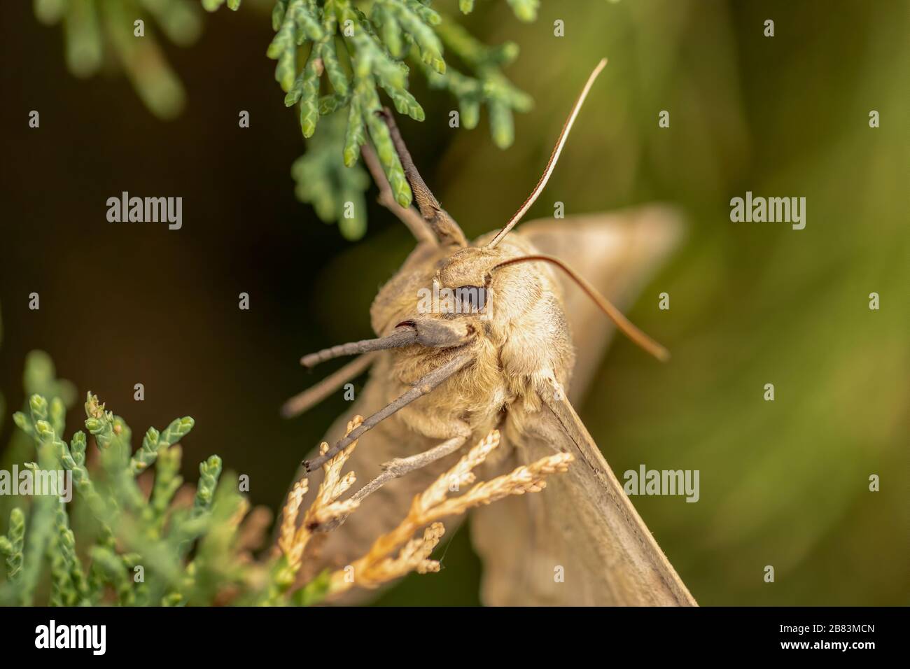 Big Poplar Sphinx (Pachysphinx occidentalis) is large and quick Moth at ...