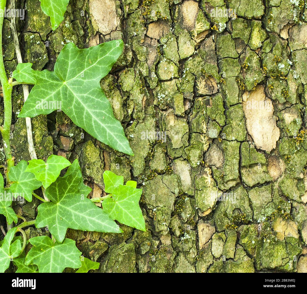 Green tree bark with ivy Stock Photo - Alamy