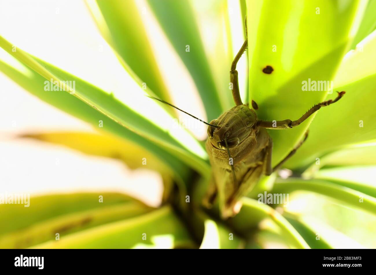 Nature: A macro image of a big grasshopper up close and personal, the ...