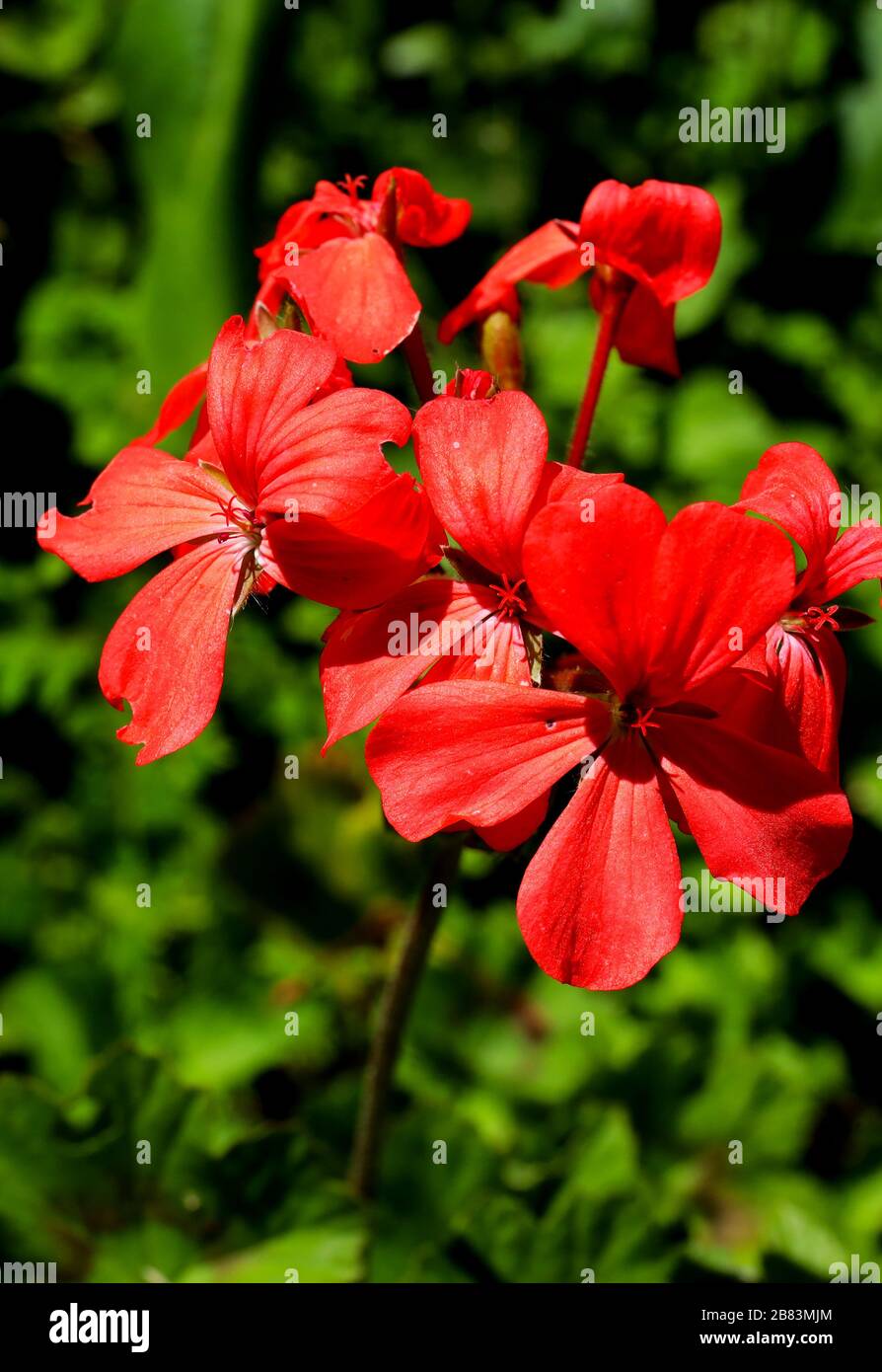 Nature: Bright vivid red colored flowers in bloom outside in the ...