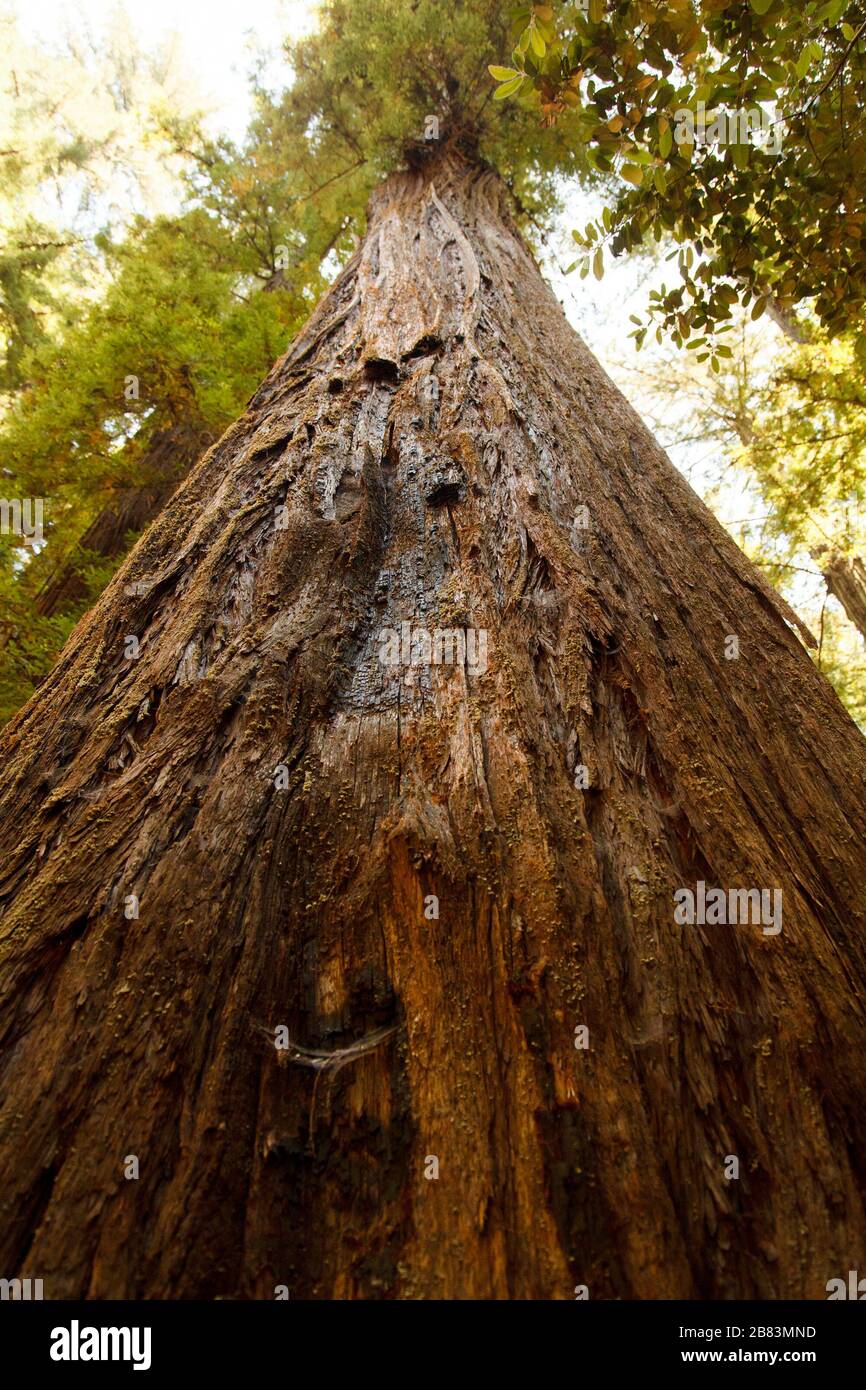 Tree leaves giant redwood hi-res stock photography and images - Alamy