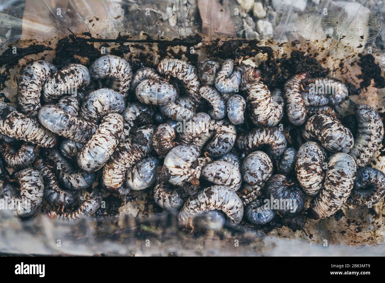 Beetles larvae, texture background of Beetles larvae Stock Photo - Alamy