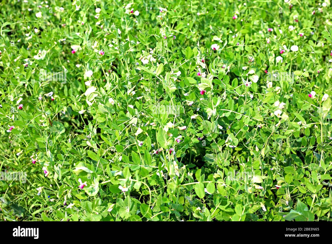 Sweet pea flower tips hi-res stock photography and images - Alamy