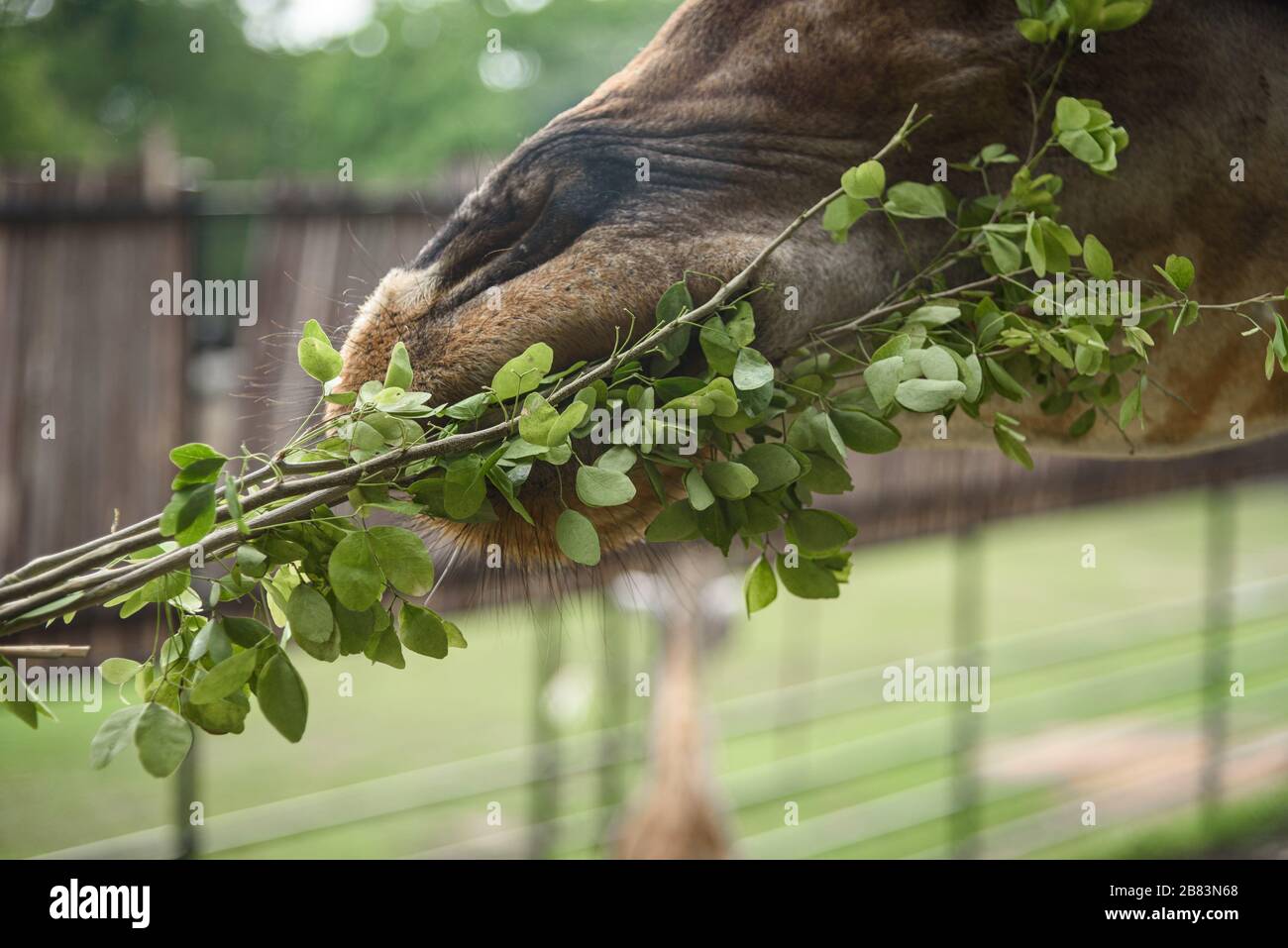 Giraffes are eating food that humans feed Stock Photo - Alamy