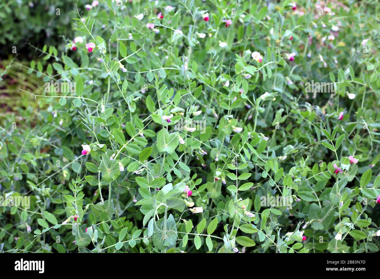Beautiful fresh pea on plant flower growing on the field Stock Photo ...