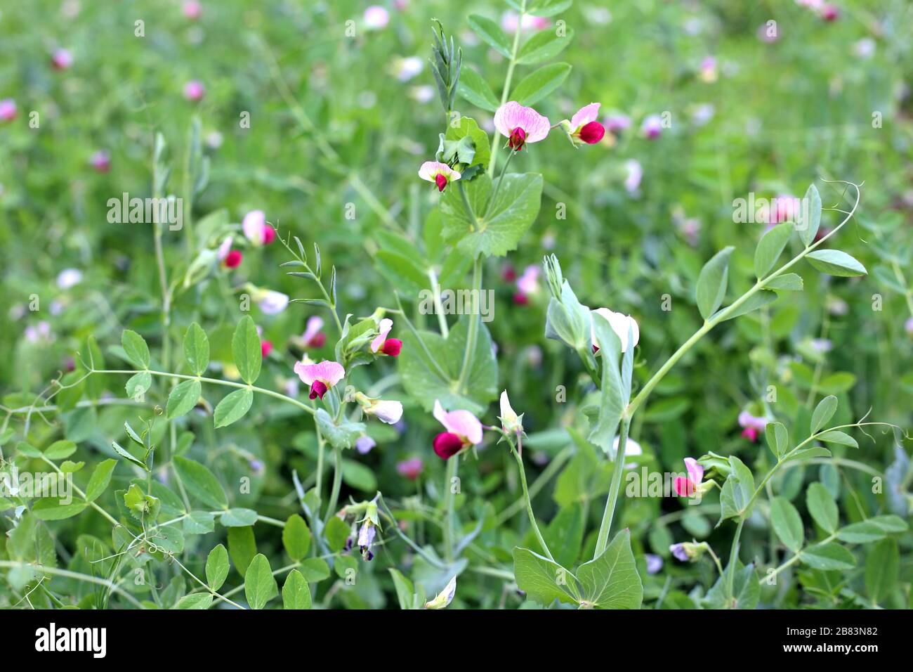 Growing sweet pea hi-res stock photography and images - Alamy