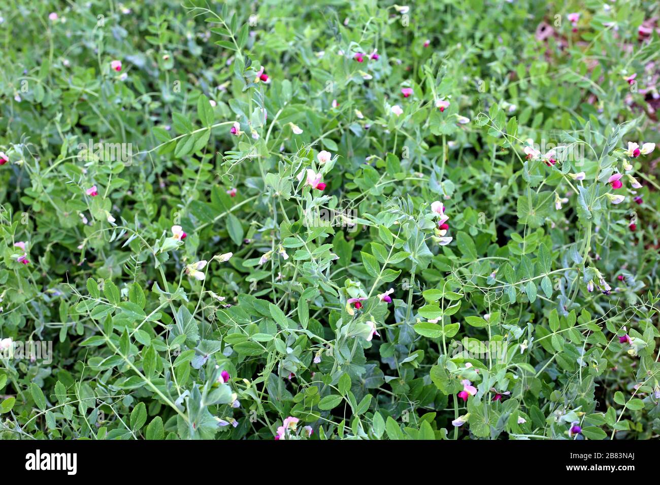 Fresh green Peas are on a tree growing naturally Stock Photo - Alamy