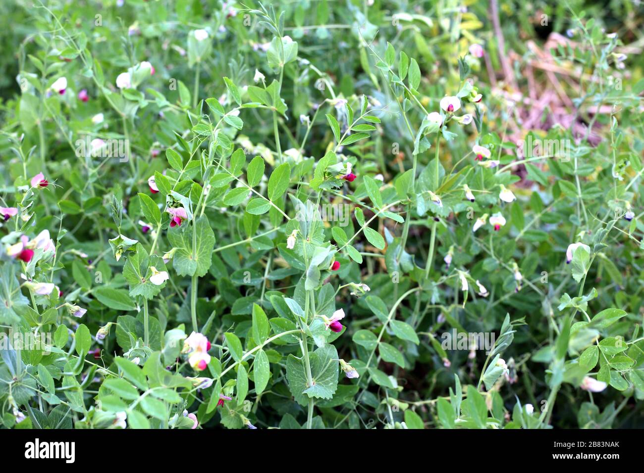 Fresh Peas are on a tree growing naturally Stock Photo - Alamy