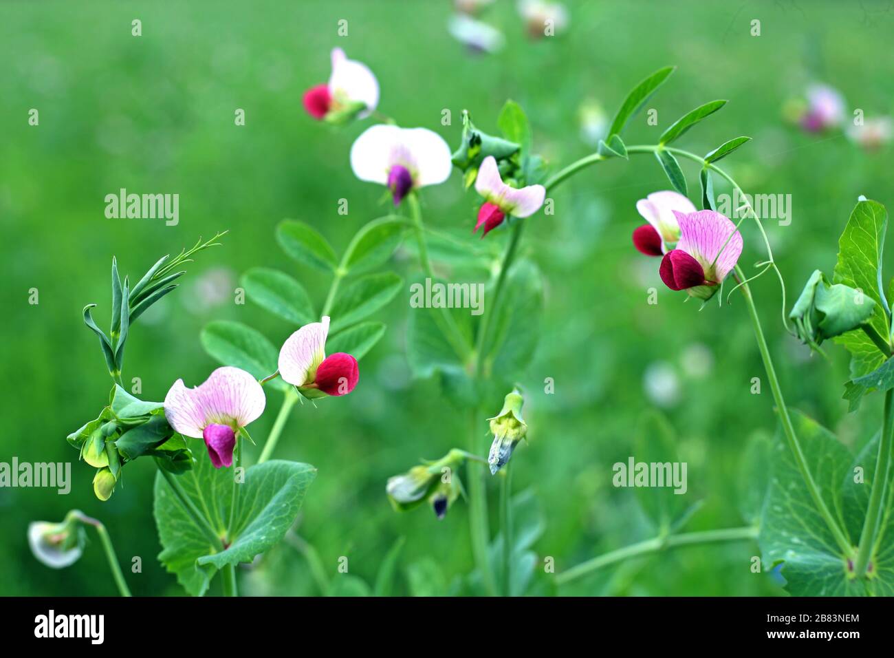 Beautiful Fresh Peas are on a tree growing naturally On The Farm Stock ...