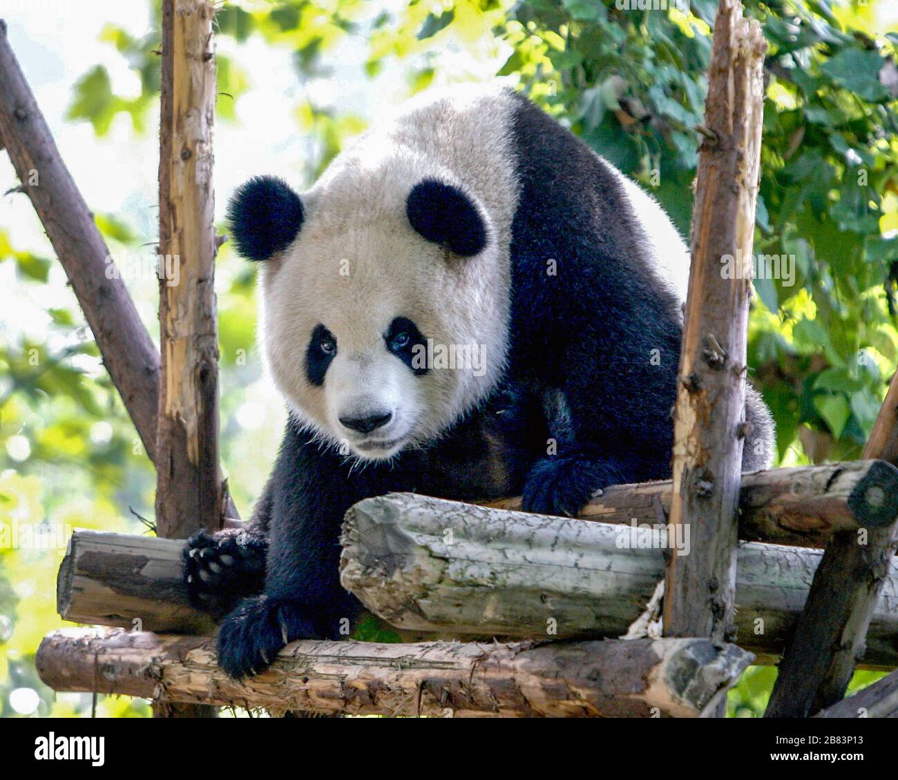 Giant Panda at the Panda research center in Chengdu, China Stock Photo ...