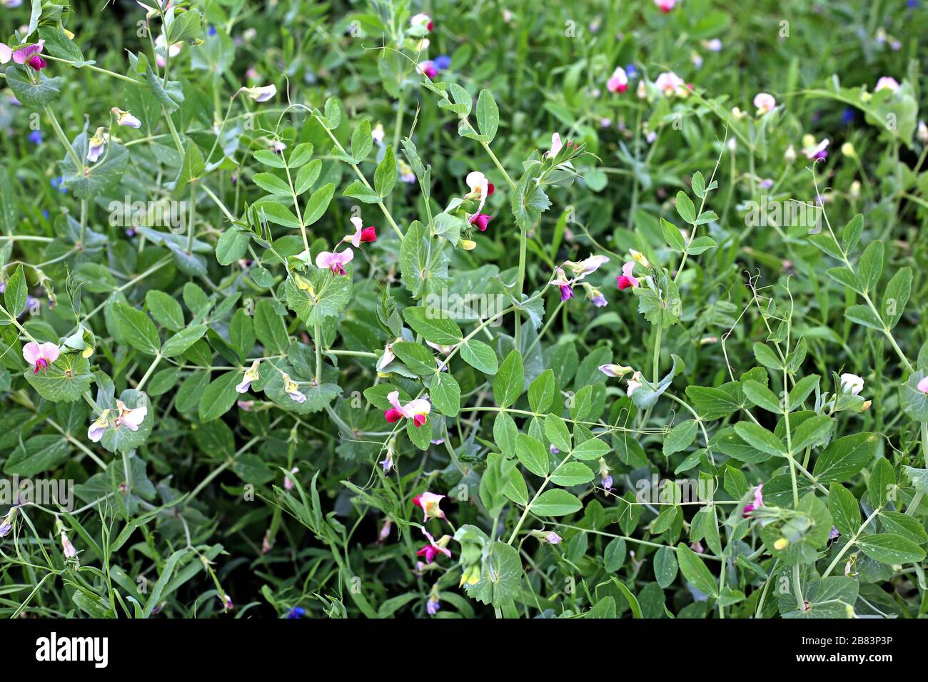 Peas plantation hi-res stock photography and images - Alamy