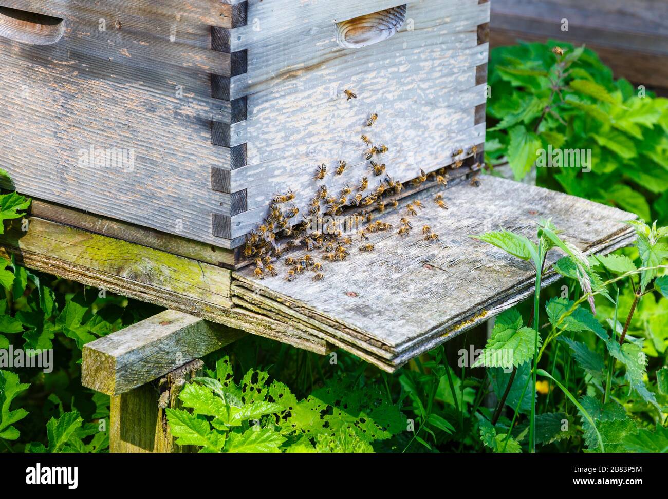 Honey bee uk wild hive hi-res stock photography and images - Alamy