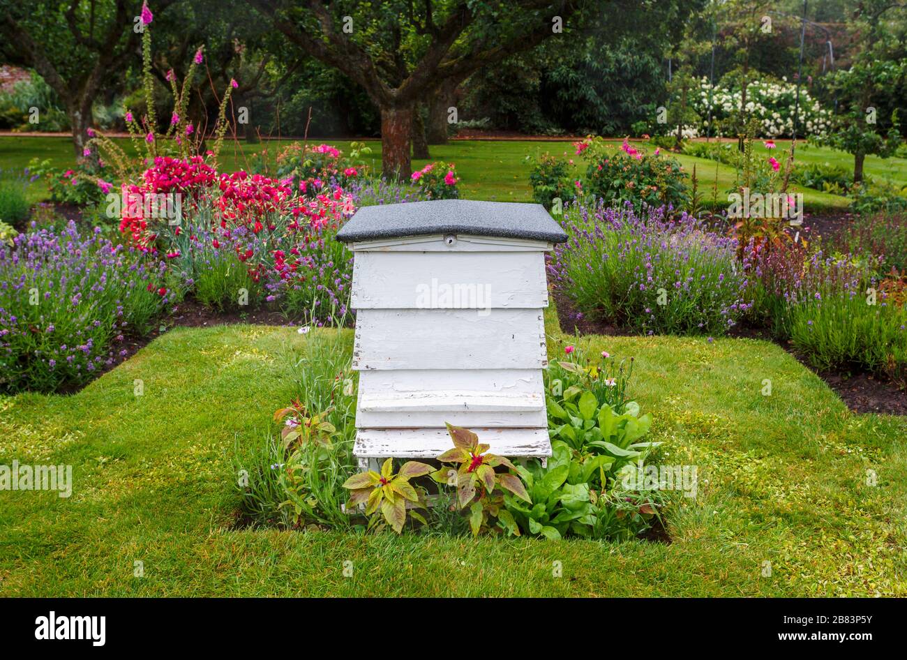 Traditional white wooden beehive standing in the pretty, flowery ...