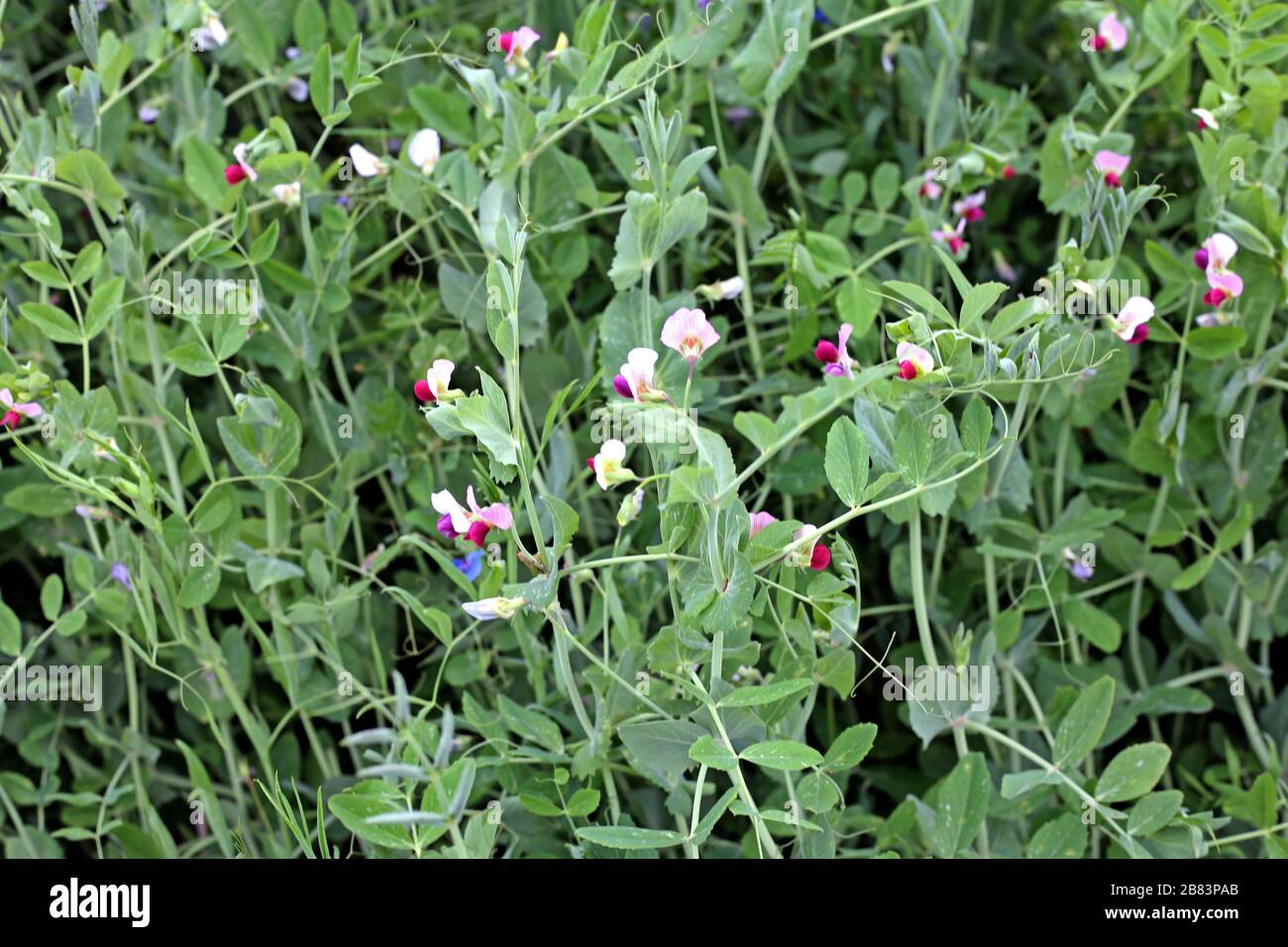 Curry farm field hi-res stock photography and images - Alamy