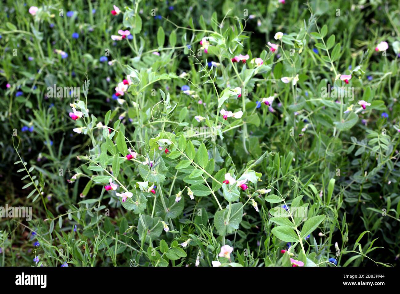 Beautiful fresh peas tree with peas flower Stock Photo - Alamy