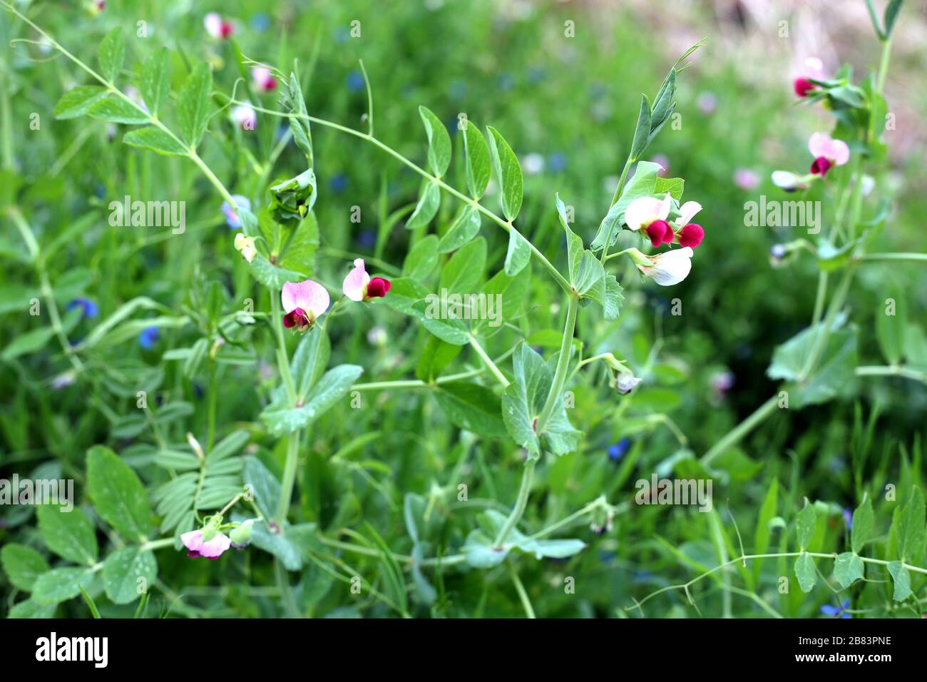 Peas pant hi-res stock photography and images - Alamy