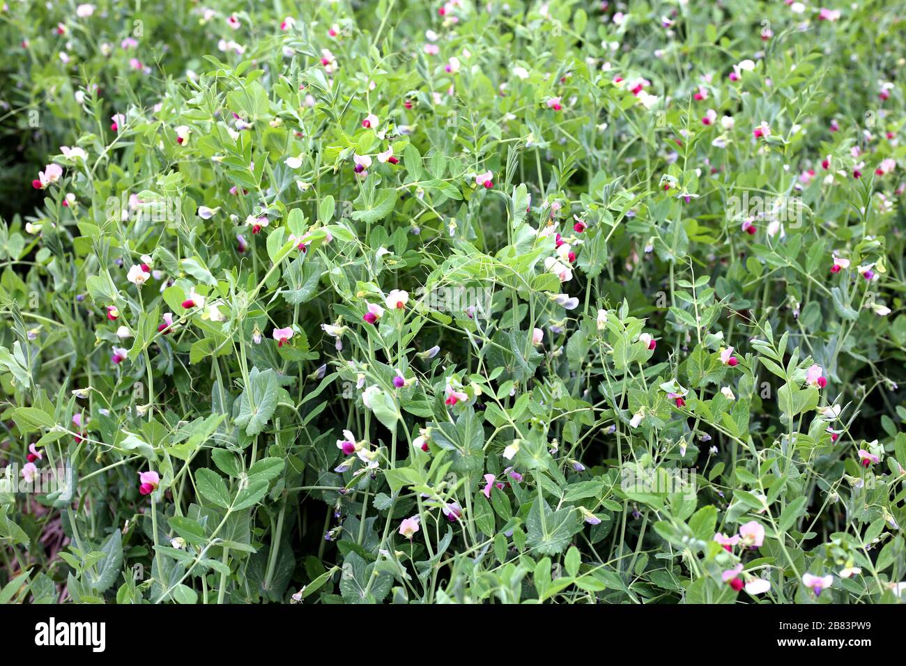Vegetables fresh flower hi-res stock photography and images - Alamy