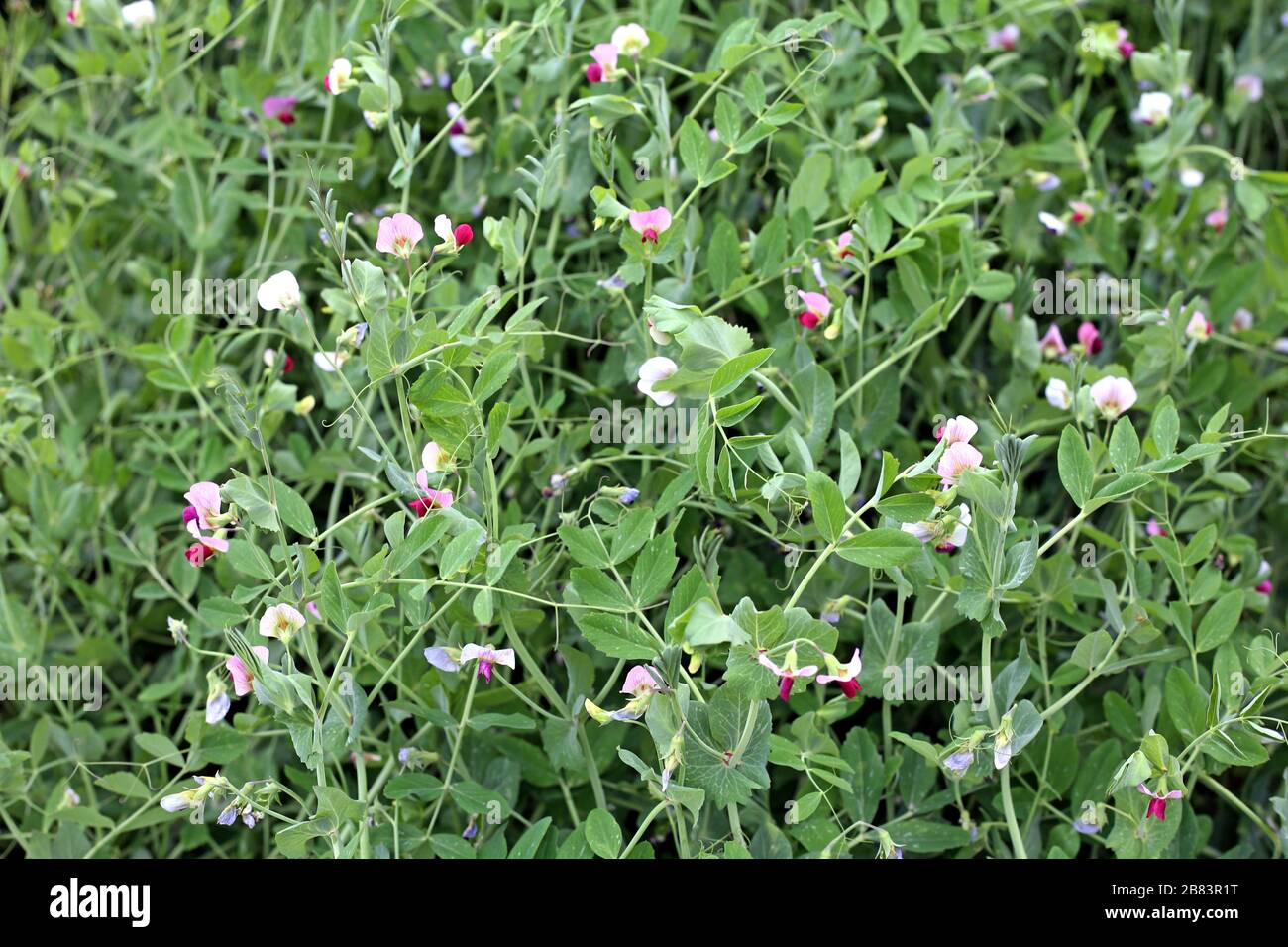 Grow green peas in hindi hi-res stock photography and images - Alamy
