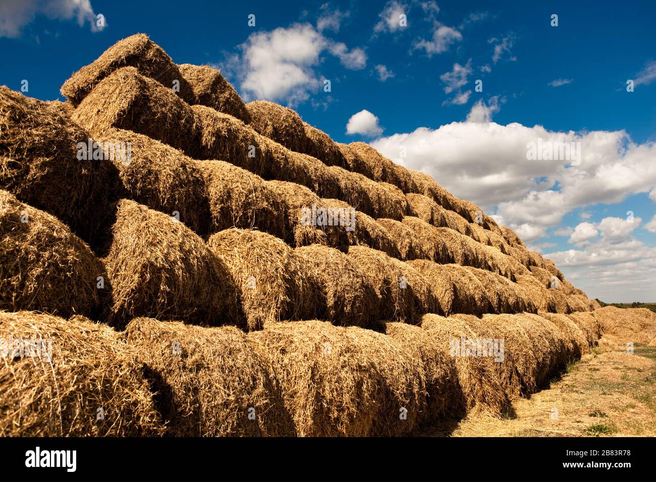 Stacks of golden hay layered in rows in field on clear summer day with ...