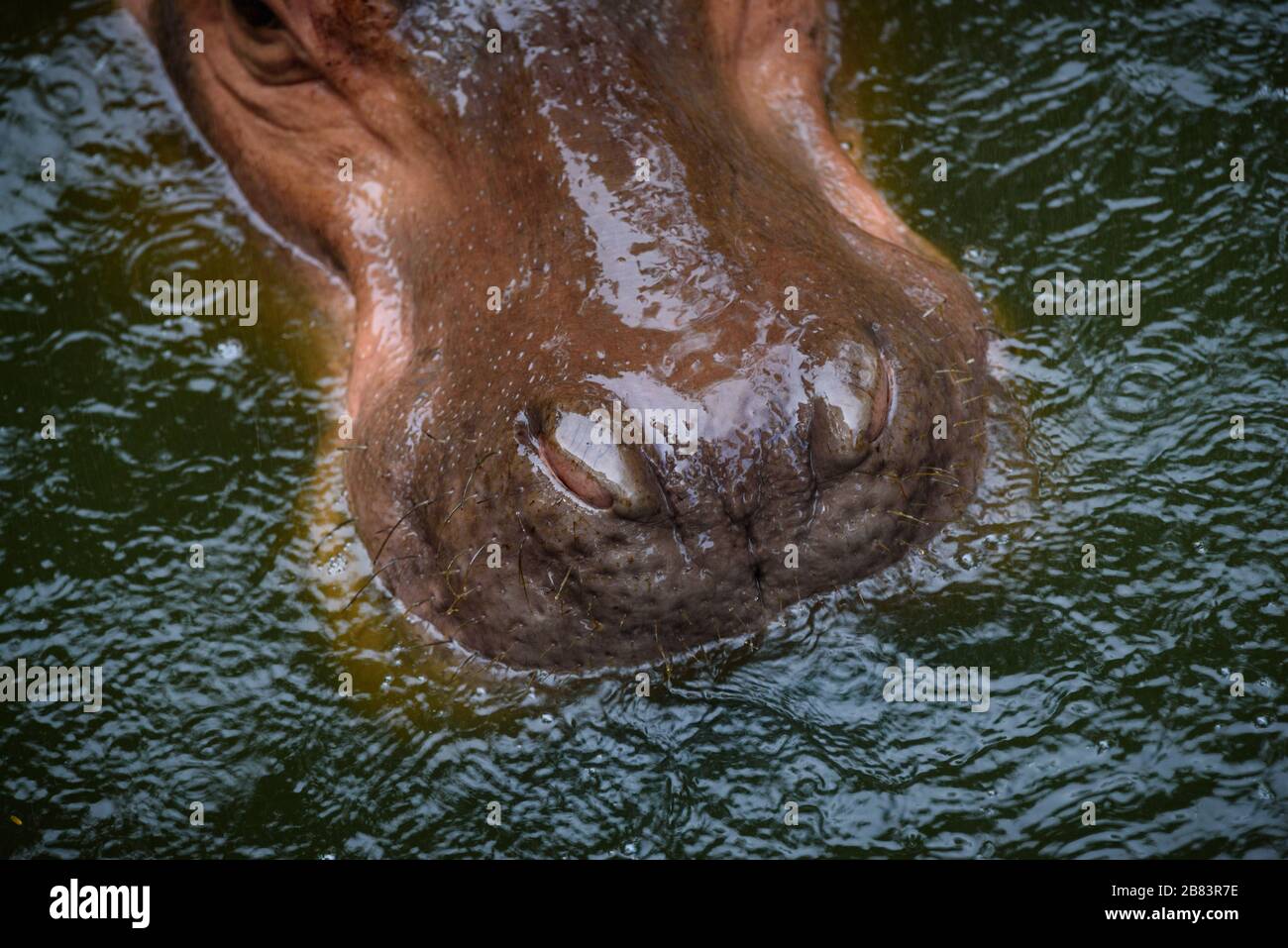 Hippo skin texture background, Hippopotamus Stock Photo - Alamy