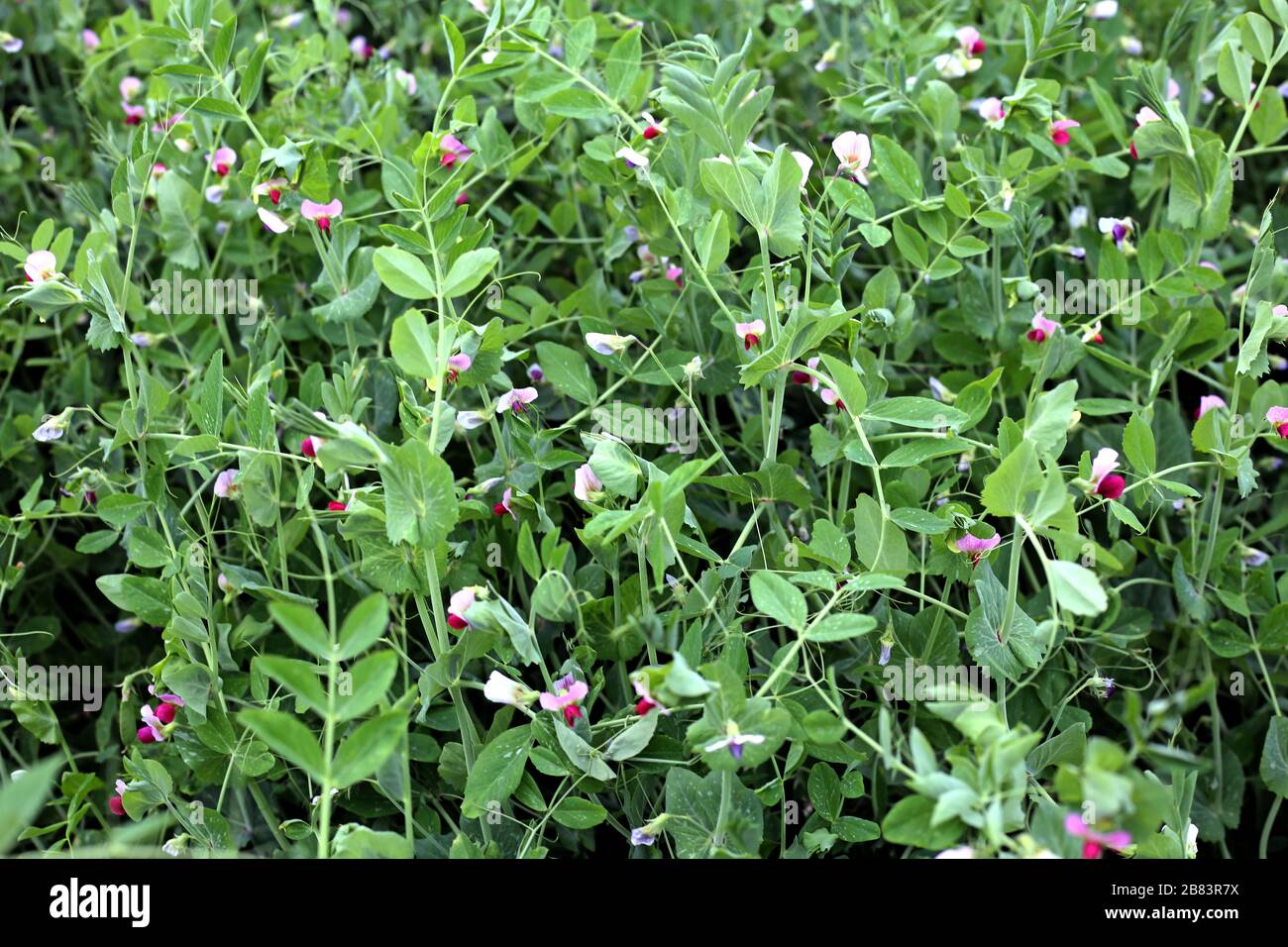 Peas pod tree hi-res stock photography and images - Alamy