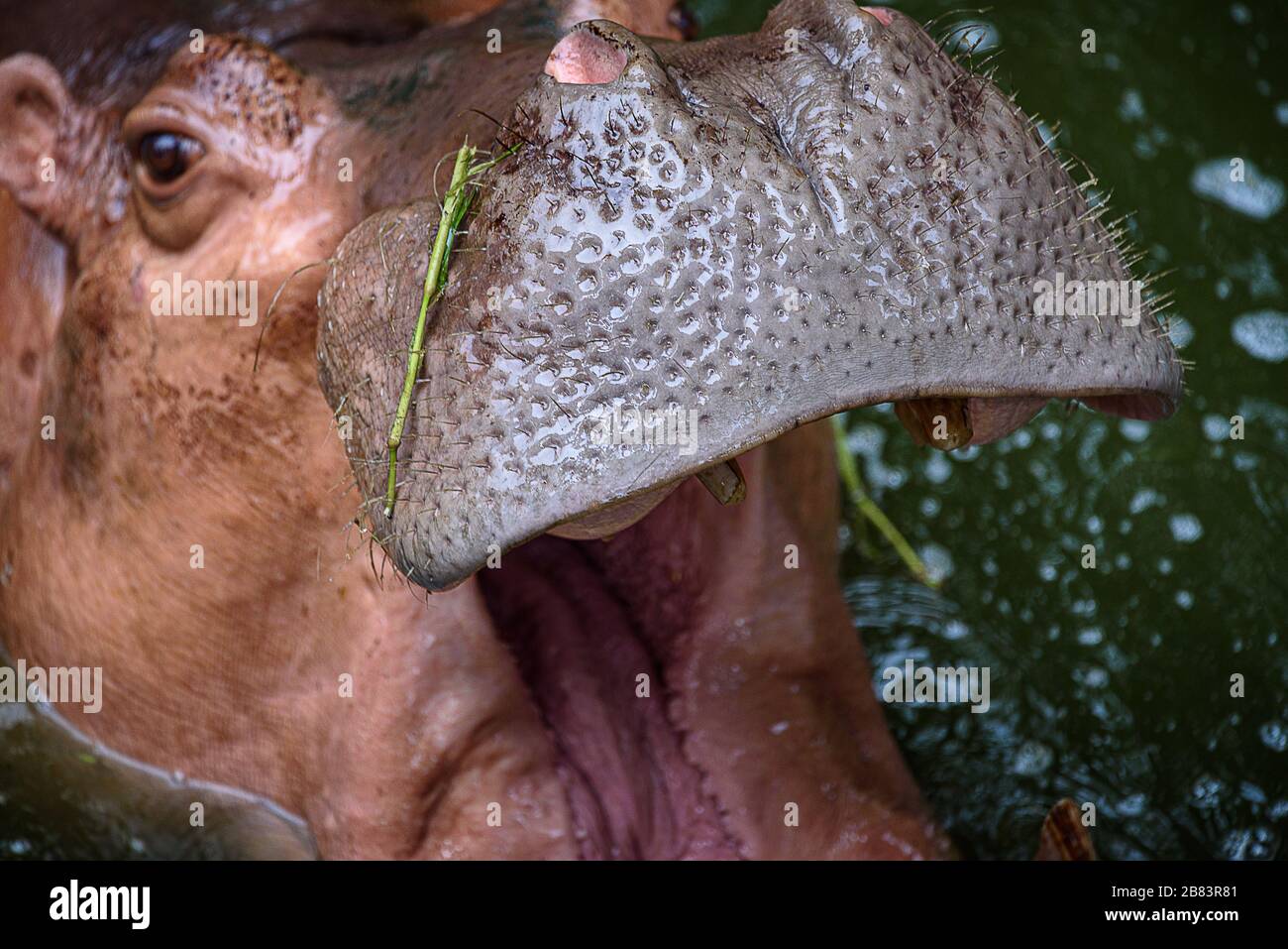 The hippo is opening his mouth to eat, Hippopotamus; Hippo Stock Photo ...