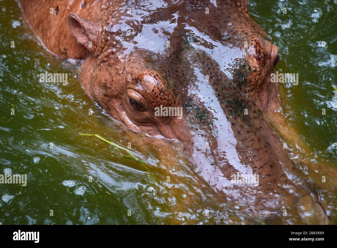 Hippopotamus living in water lake, Hippopotamidae, Hippopotamus ...