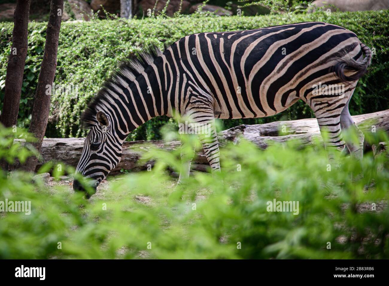 A zebra in a cage, African wildlife Stock Photo - Alamy
