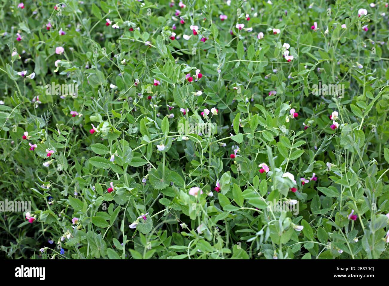Peas pod tree hi-res stock photography and images - Alamy