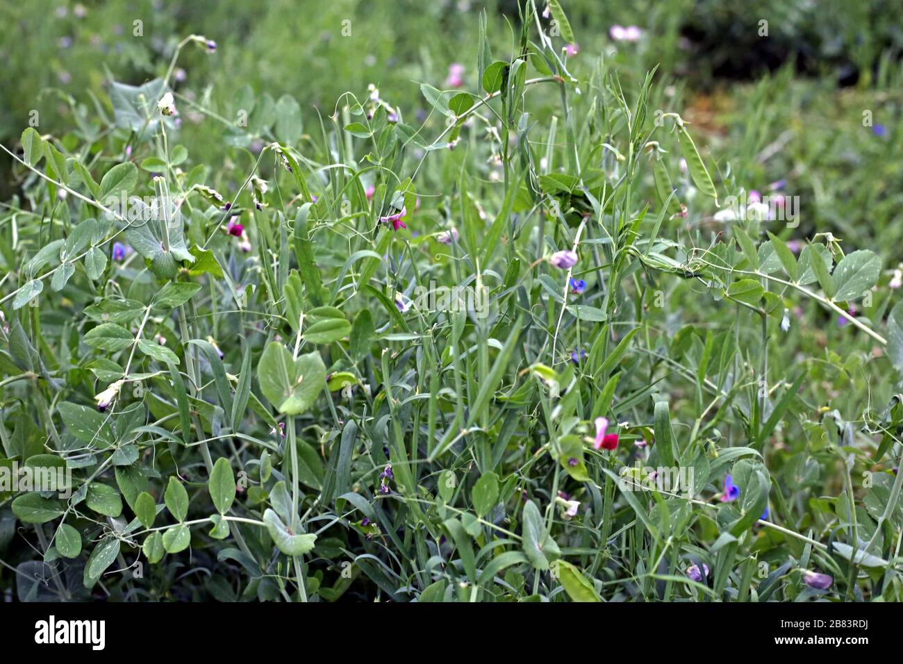Peas pod tree hi-res stock photography and images - Alamy