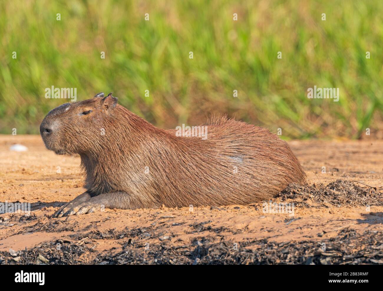 Male Capybara on a River Bank in the Pantanal in Pantanal National Park ...