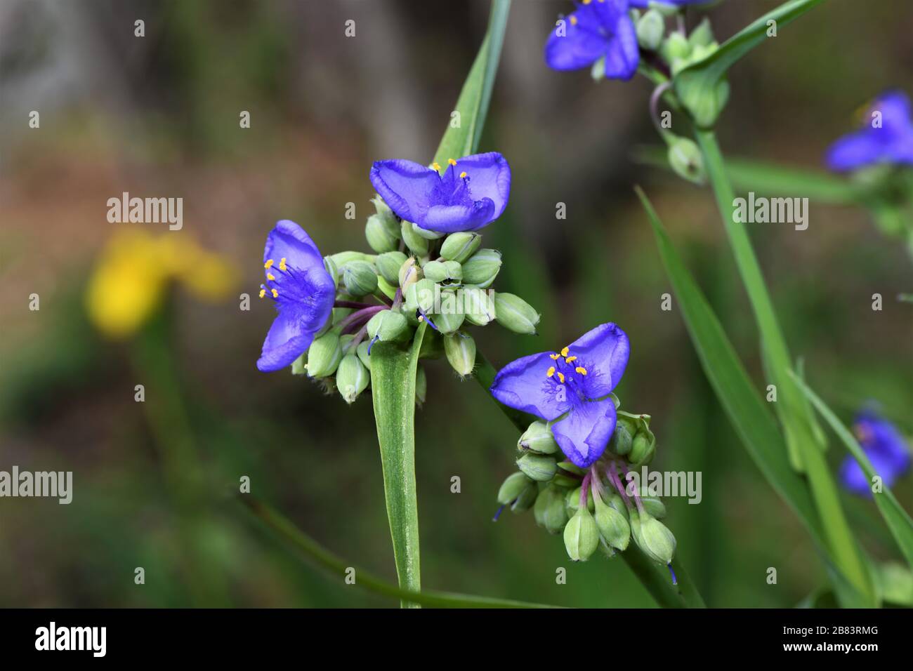 Purple spiderwort flower hi-res stock photography and images - Alamy