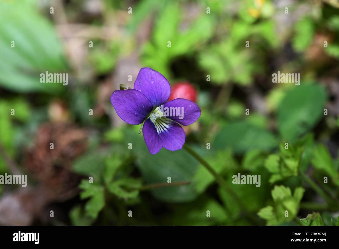 Common blue violet Stock Photo - Alamy