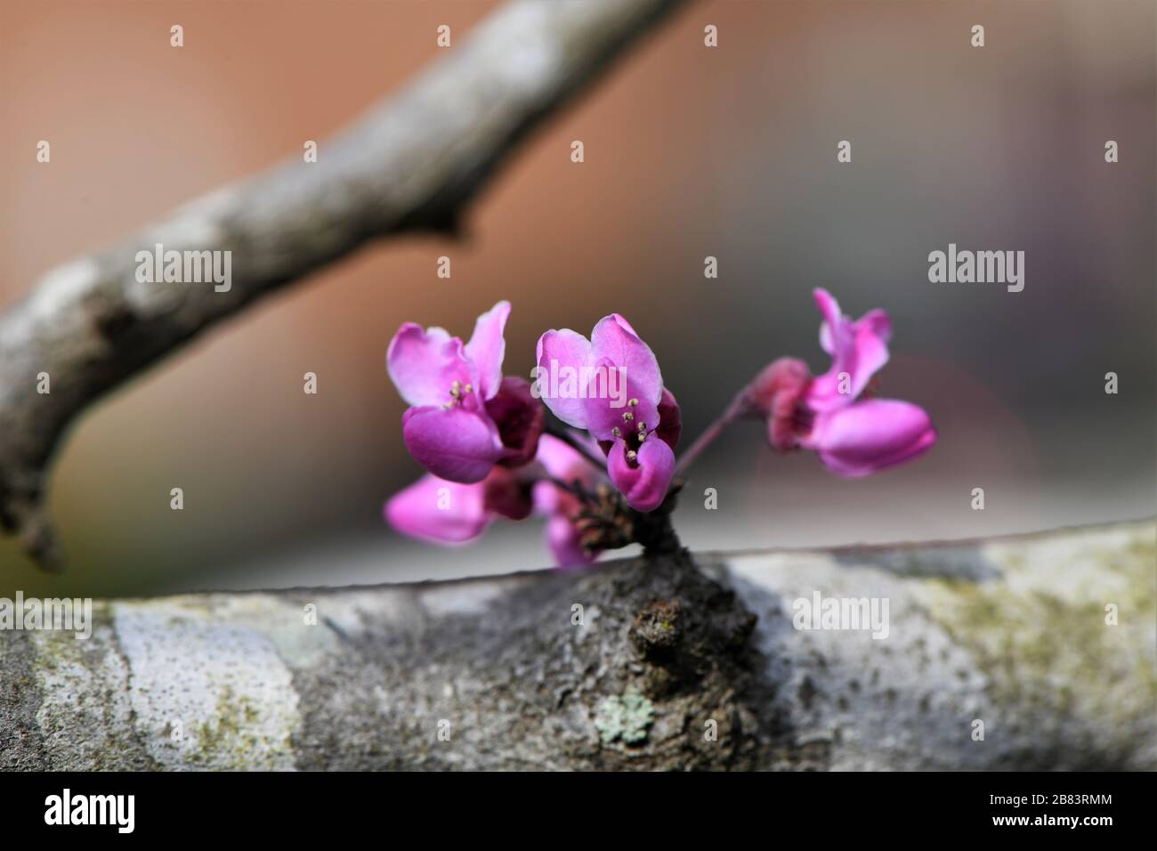 Red bud tree hi-res stock photography and images - Alamy