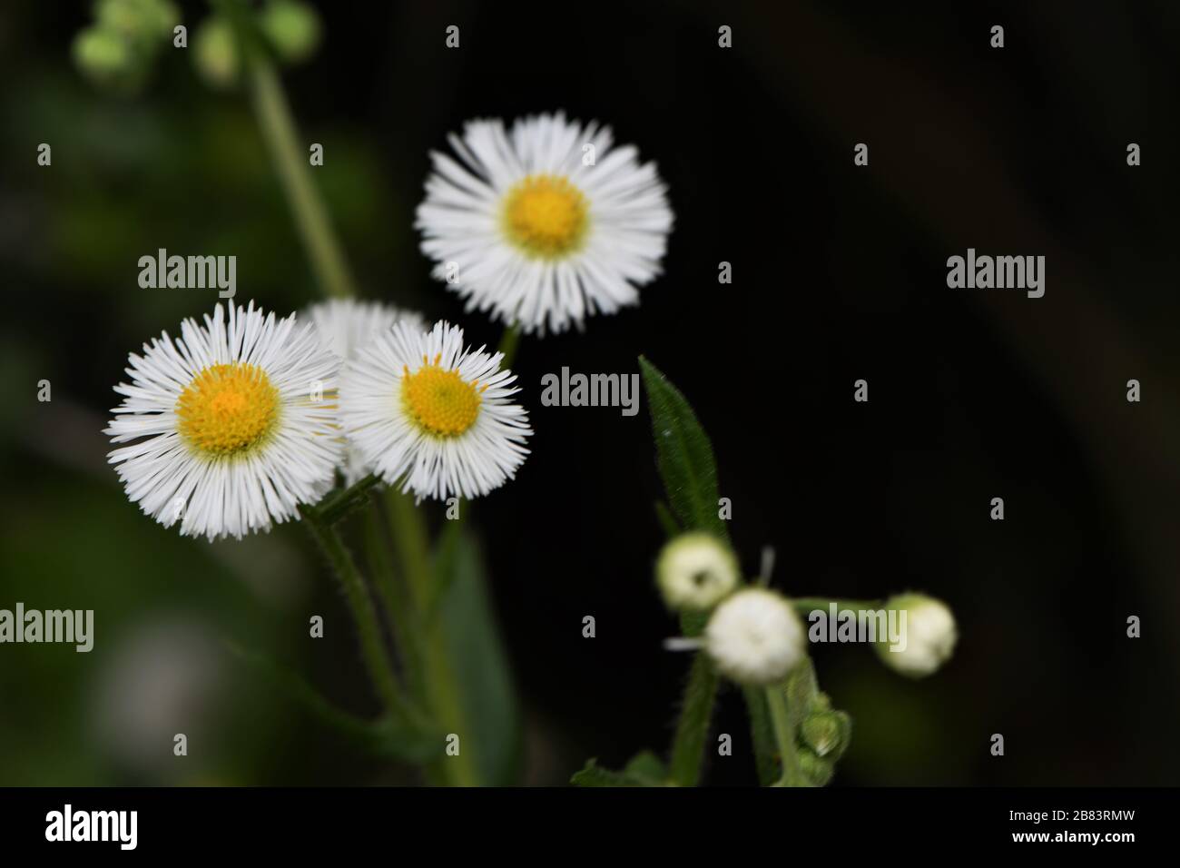 Common daisy leaves hi-res stock photography and images - Alamy