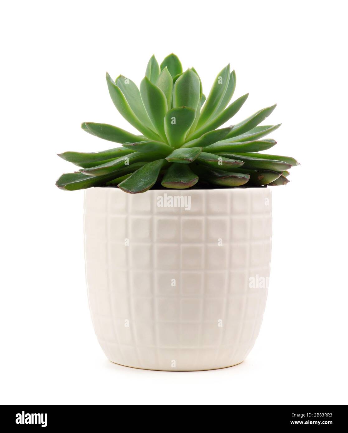 Cactus pot side view Cut Out Stock Images & Pictures - Alamy