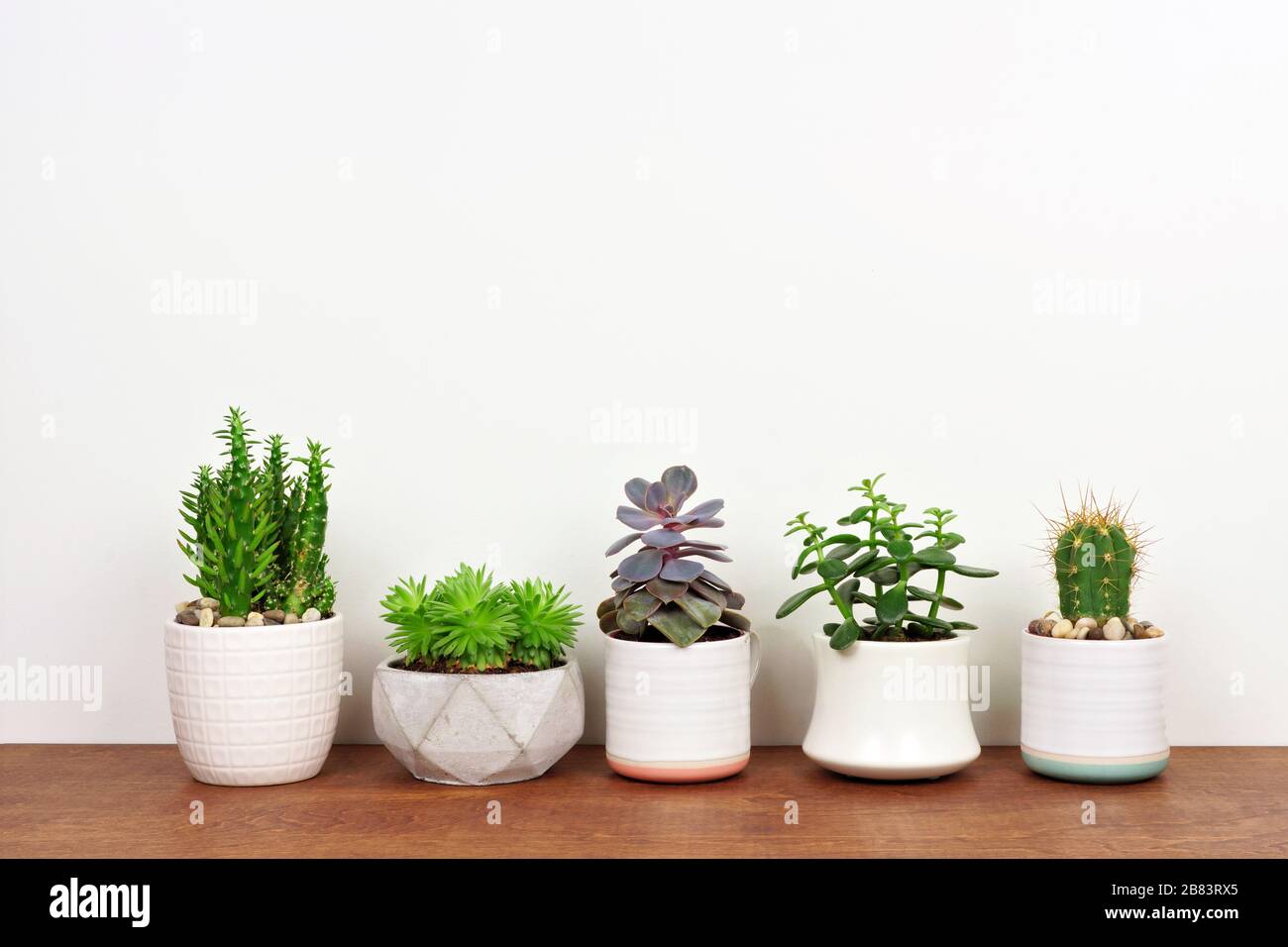 Group of various potted cacti and succulent plants in a row. Side view ...